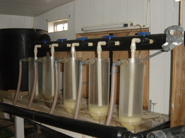 Thames River Anglers Association